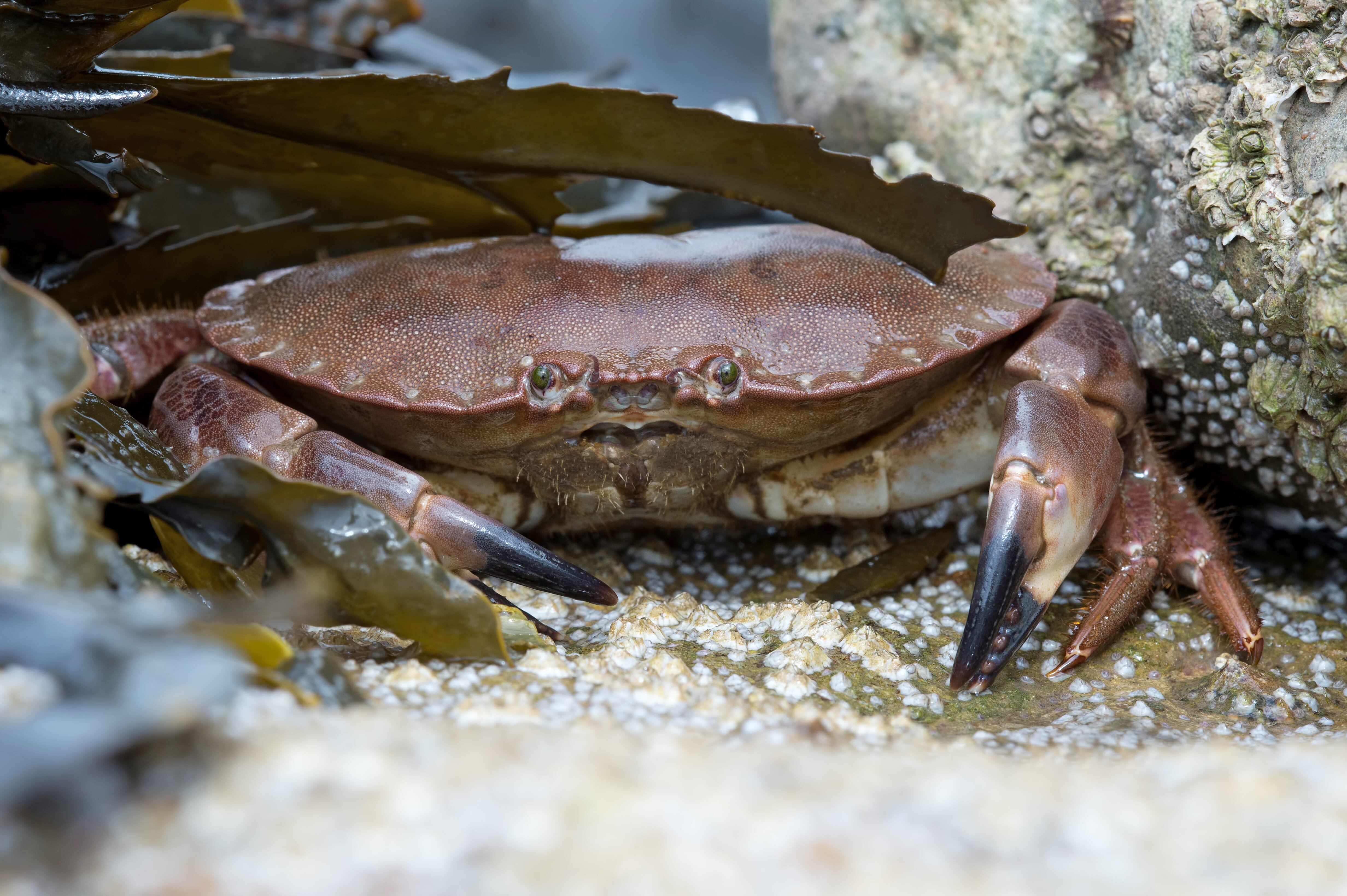 Orkney crab enters MSC assessment | The Fish Site
